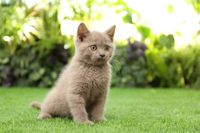Scottish Straight Baby Cat Playing on Green Grass Stock Image - Image ...