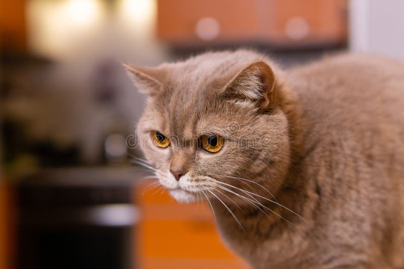 Scottish Straight Cat Carefully Looks Away Stock Image - Image of ...