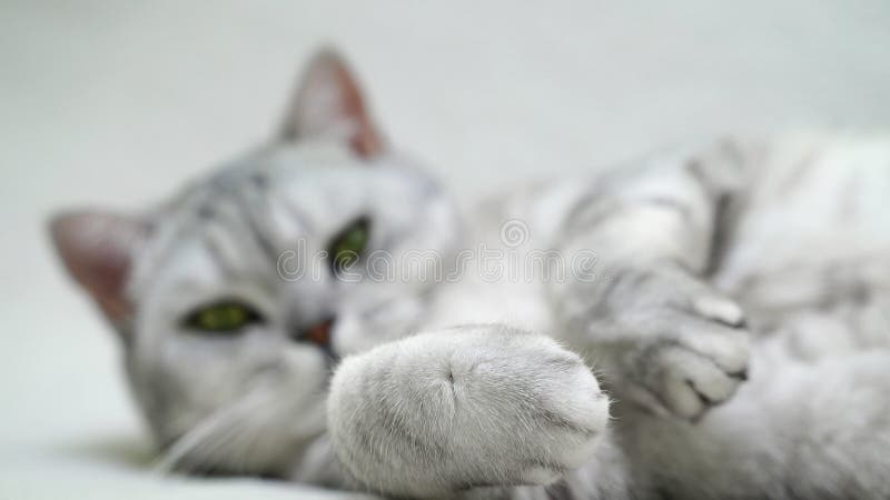 273 Upside Down Cute Cat Face Stock Photos - Free & Royalty-Free Stock ...