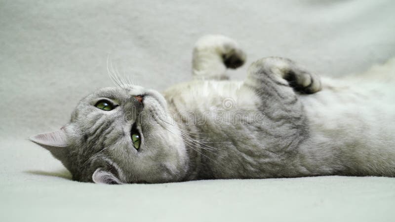 Scottish Straight Cat Lies on His Back. Cat Upside Down. Close Up White ...