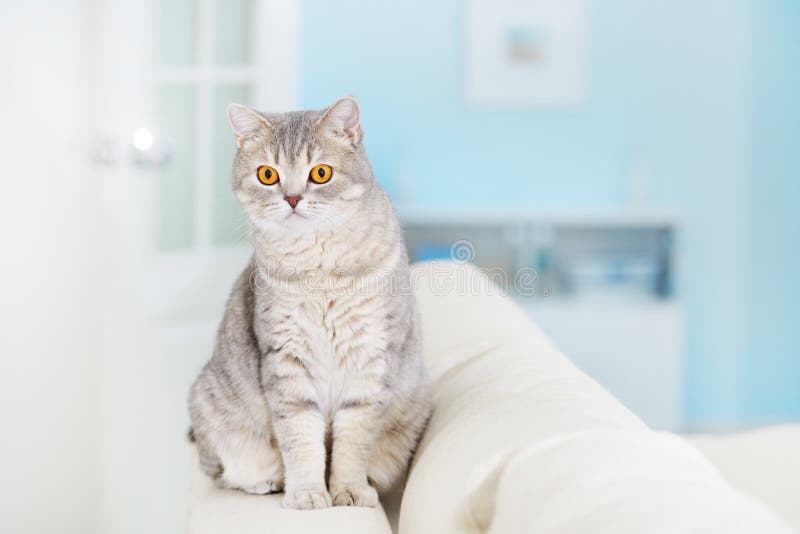 Scottish Straight cat stock photo. Image of indoor, resting - 86285848
