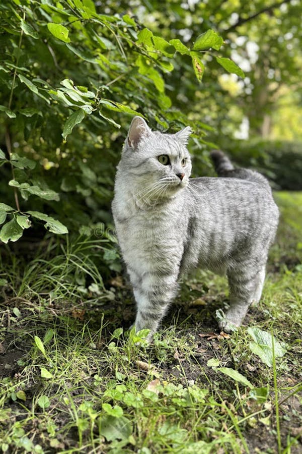 Scottish Straight Cat Walking in Park Graceful Gray Cat Outdoors Stock ...