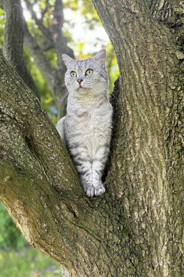 Scottish Straight Cat Walking in Park Graceful Gray Cat Outdoors Stock ...