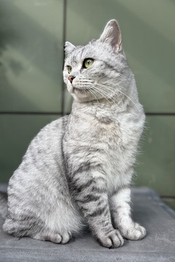 Scottish Straight Cat Walking in Park Graceful Gray Cat Outdoors Stock ...