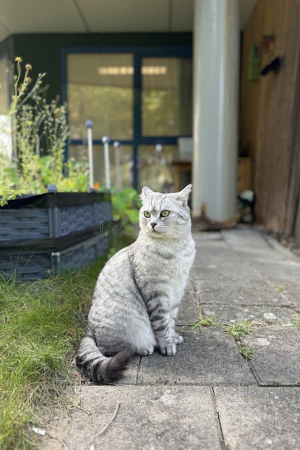 Scottish Straight Cat Walking in Park Graceful Gray Cat Outdoors Stock ...