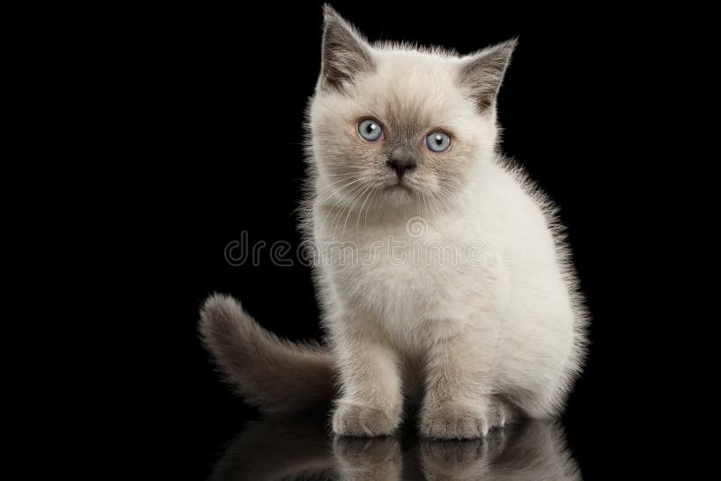 Scottish Straight Colorpoint Kitten Sitting, Front View Isolated on ...