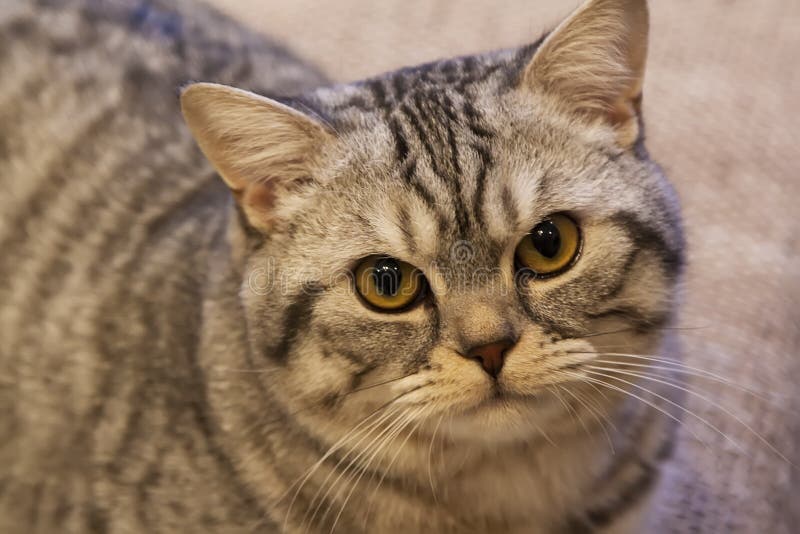 Scottish straight stock image. Image of cute, purebred - 65667229