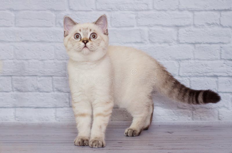 Scottish Straight-faced Light Colored Cat Stock Photo - Image of kitty ...