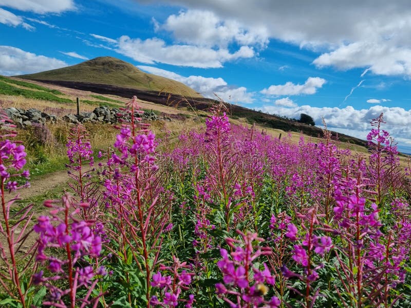 Scottish Summer in the Flowery Hills Stock Photo - Image of landscape ...