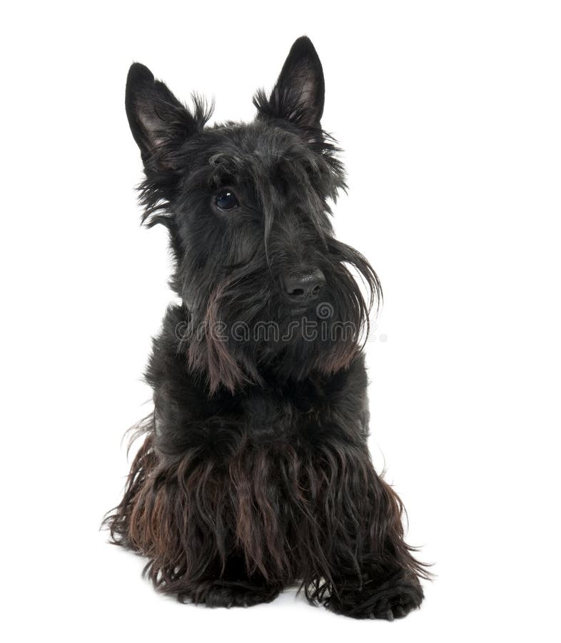 2,499 Scottish Terrier Stock Photos - Free & Royalty-Free Stock Photos ...