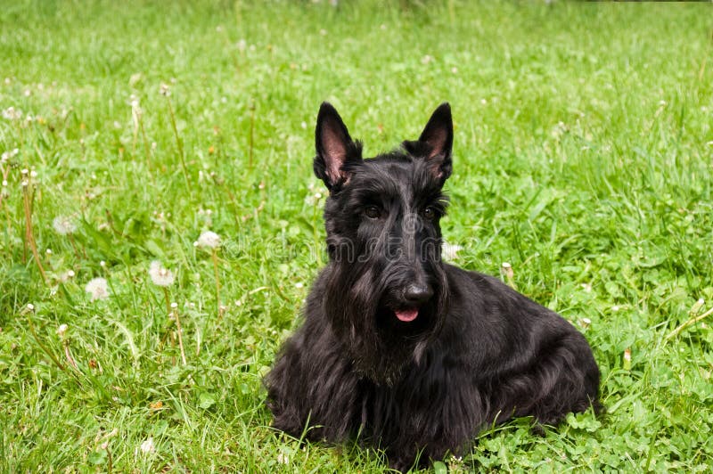 Scottish Terrier stock photo. Image of aberdeen, scottie - 16661152
