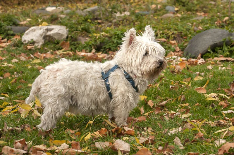Scottish terrier closeup stock image. Image of animal - 80050811