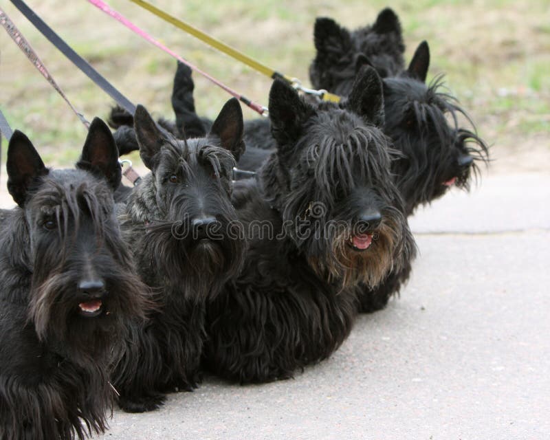 Scottish terrier family stock photo. Image of pets, animal - 30822960