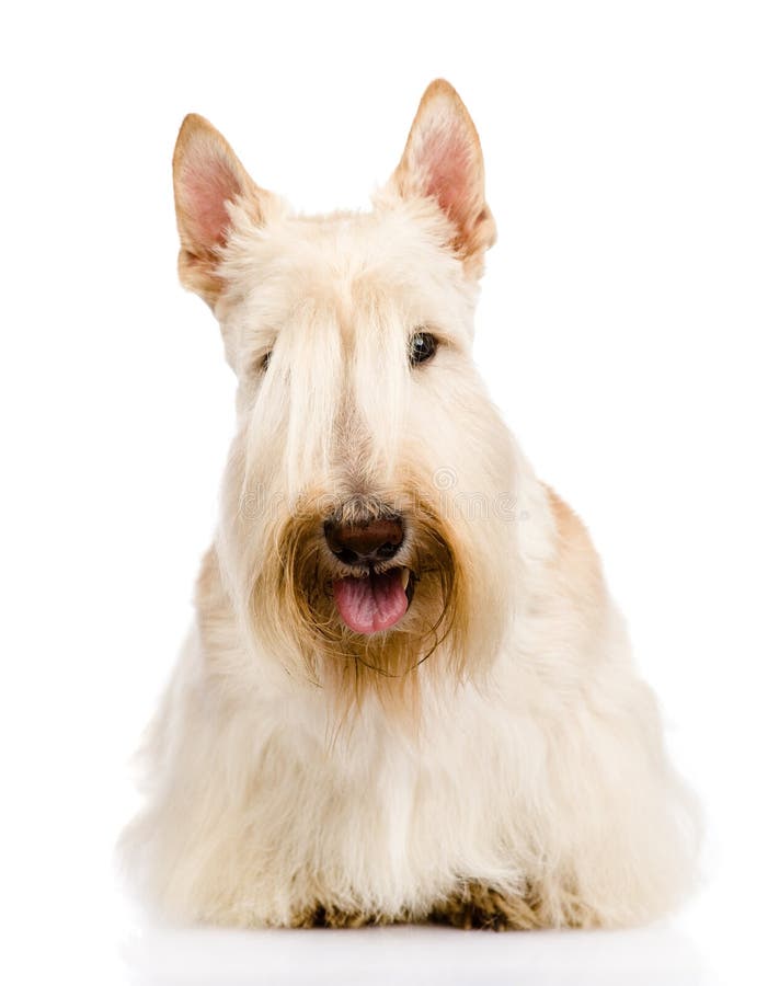 Scottish terrier dog stock photo. Image of friendly, softness - 25127546