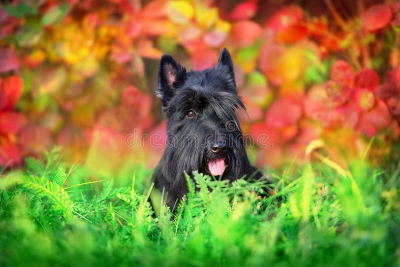 Scottish Terrier portrait stock image. Image of fall - 139182865