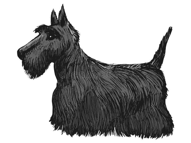 Scottish Terrier or Scottie. Adorable Small Dog of Hunting Breed, Side ...