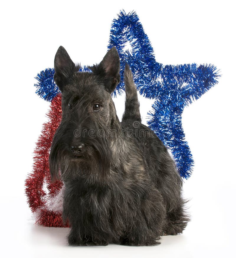 2,300 Scottish Terrier Photos - Free & Royalty-Free Stock Photos from ...