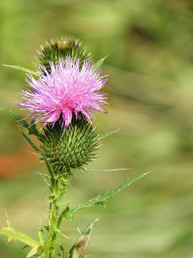 Scottish Thistle Pink To Purple Flower Blooms and Thorns Stock Photo ...