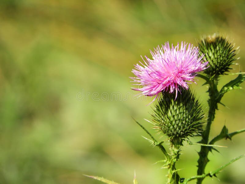 Scottish Thistle with Purple Color Flower and Thorns Stock Photo ...