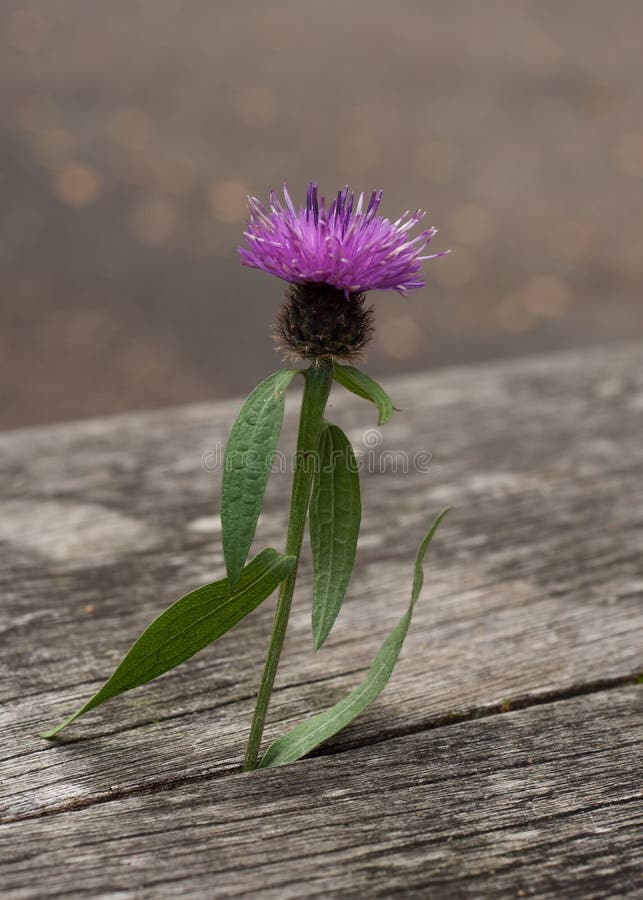 Scottish Thistle on White Background Stock Photo - Image of purple ...