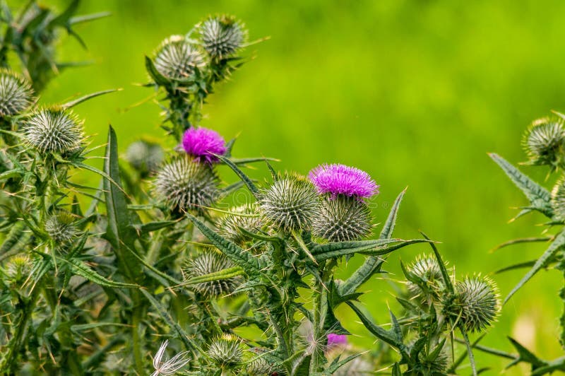 Scottish Thistle stock image. Image of plant, roadside - 123062549