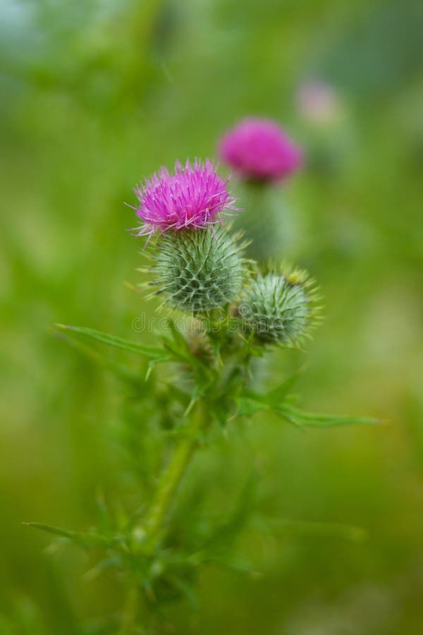 Scottish thistle stock image. Image of loch, stone, thistle - 62814309