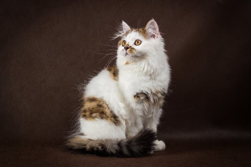 Scottish Tortoiseshell and White Straight Kitten Stock Photo - Image of ...