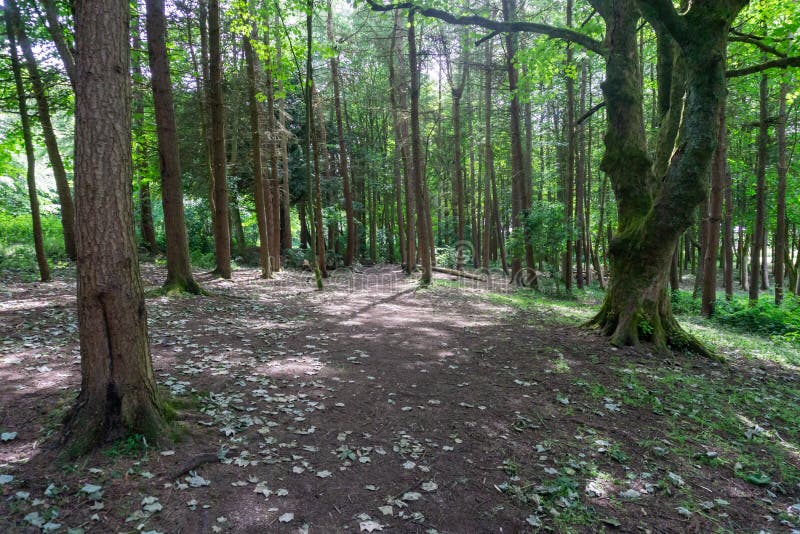 Scottish Tree Lined Forrest Floor. Stock Image - Image of branches ...