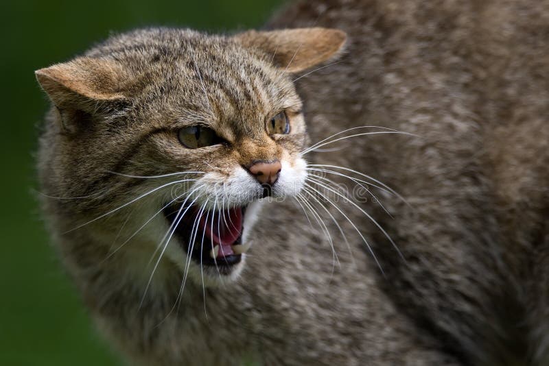 Scottish Wildcat stock photo. Image of endangered, scottish - 5458184