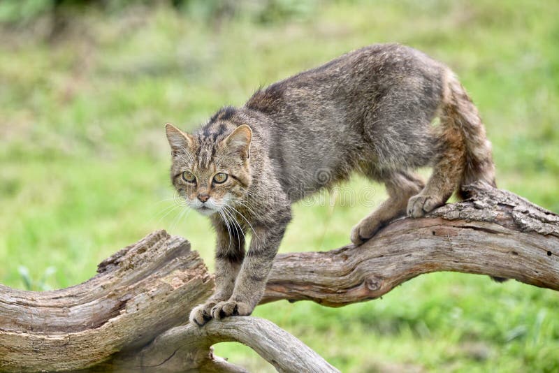 Scottish Wildcat stock image. Image of feline, bushy - 159848251