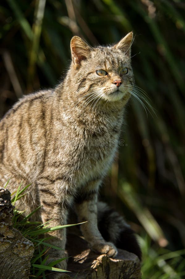 Scottish Wildcat stock photo. Image of critically, wildlife - 40571668