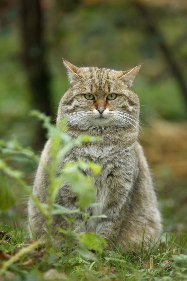 Scottish Wildcat, Felis Silvestris Stock Photo - Image of wildcat, wood ...