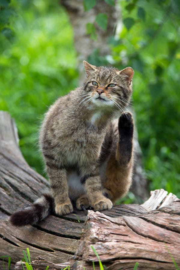 Scottish Wildcat stock photo. Image of scotland, wilderness - 42449860
