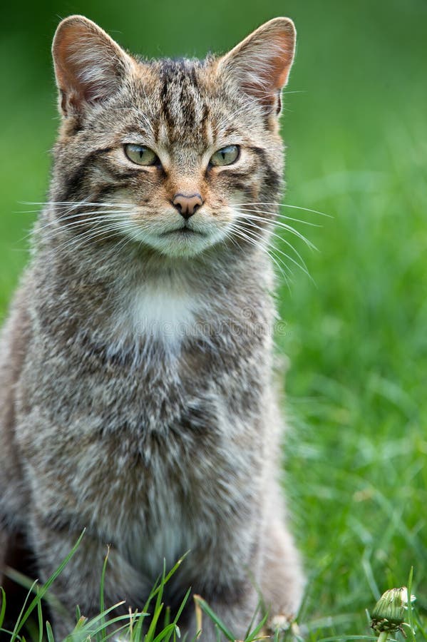 Scottish Wildcat stock image. Image of foliage, wilderness - 42450037