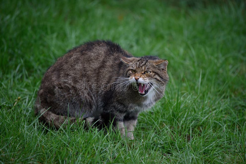 Scottish wildcat stock photo. Image of felis, claw, growling - 82588474