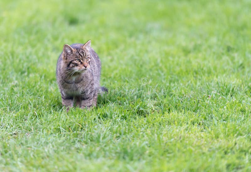 Scottish wildcat stock image. Image of bushy, outdoors - 66409235