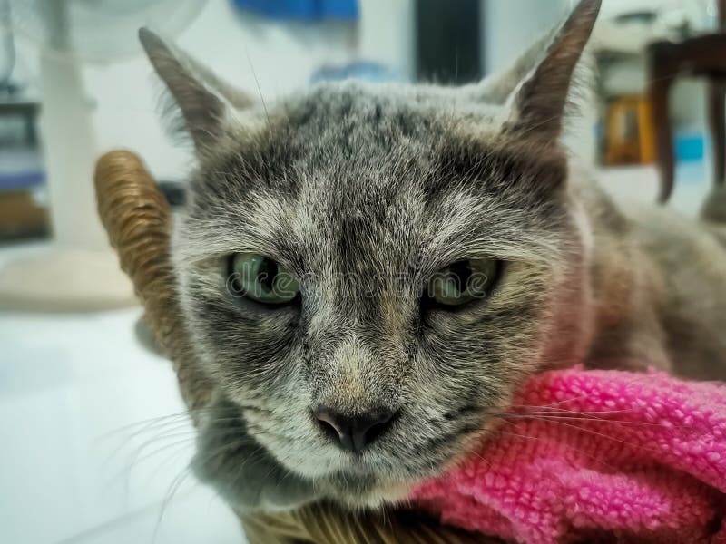 Scout stock photo. Image of staring, camera, thai, scout - 193980778