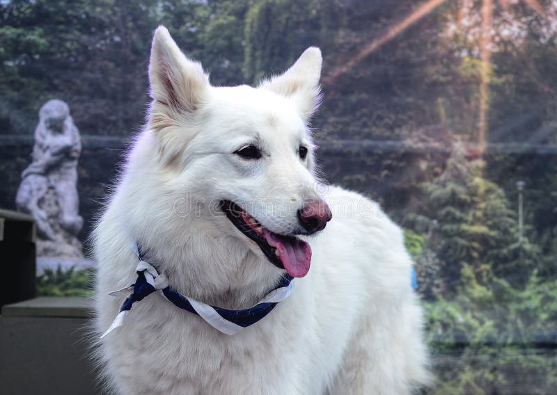 Scout dog stock photo. Image of scouts, scout, happy - 97417332