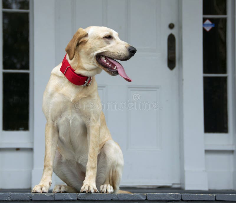 Scout, the Yellow Lab stock photo. Image of puppy, waiting - 22937190