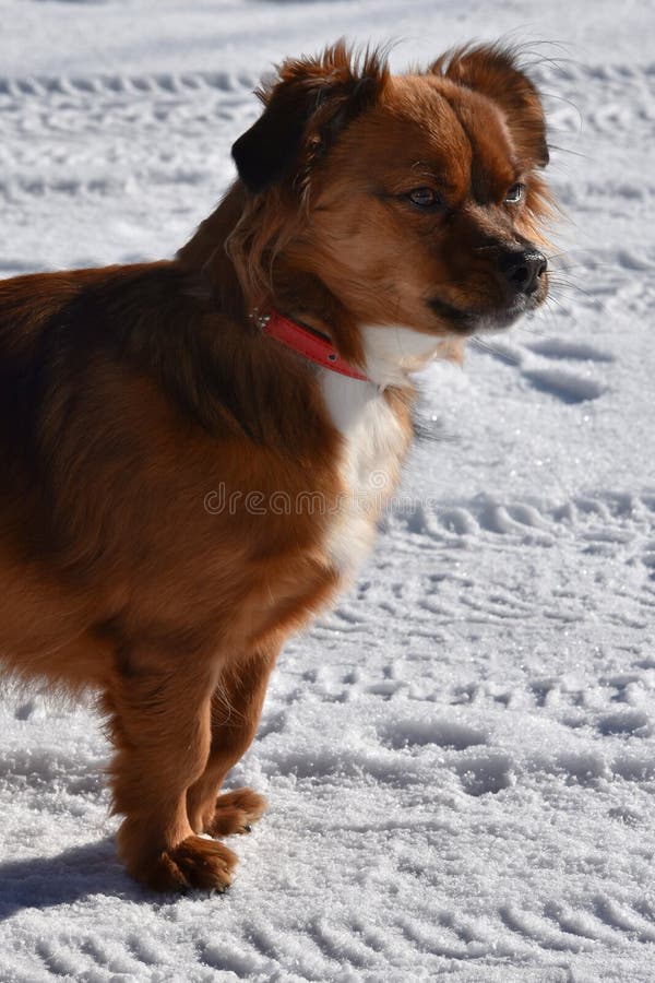 Scowling Dog. he Does Not Like the Snow Stock Image - Image of brown ...