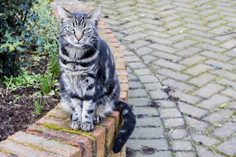 191 Scowling Animal Stock Photos - Free & Royalty-Free Stock Photos ...