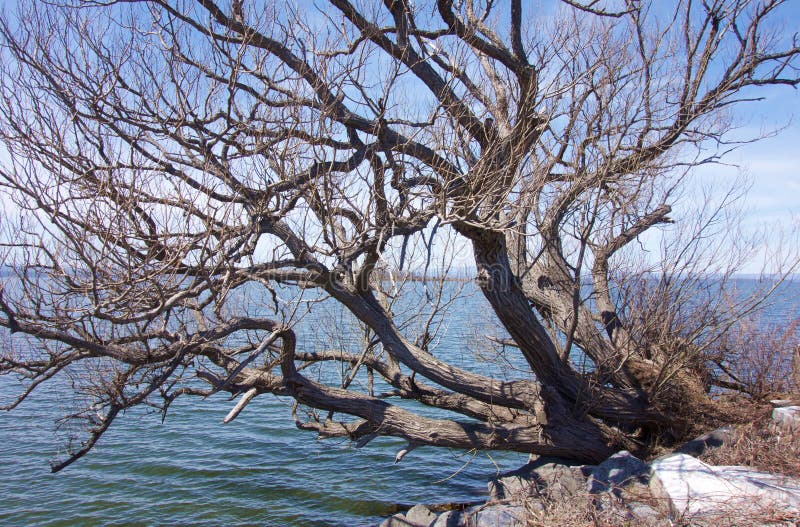 Scraggly Lake Tree stock image. Image of banks, tree - 71477735