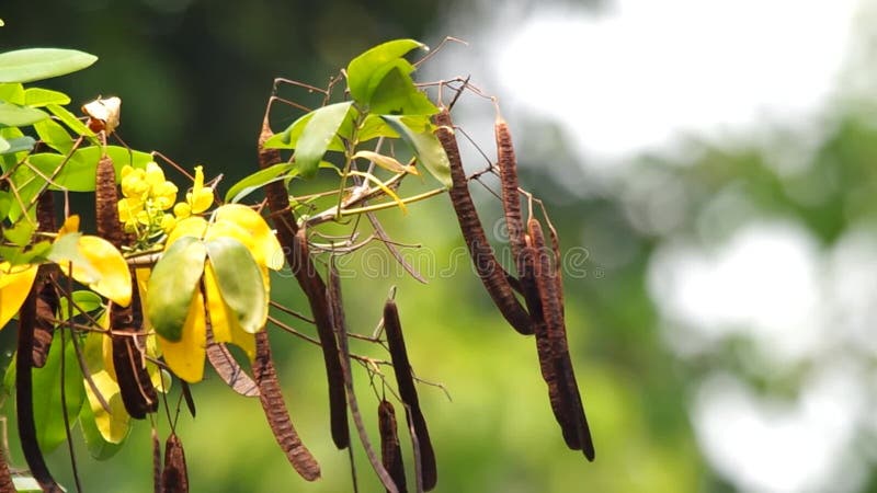 Scrambled Egg Tree Flowers and Seed Pods Stock Footage - Video of plant ...