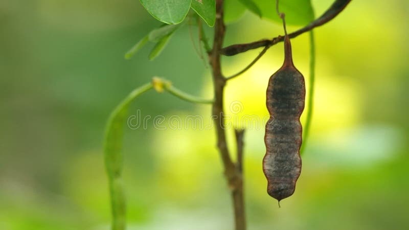 Scrambled Egg Tree Seed Pod Stock Video - Video of fruit, tropical ...