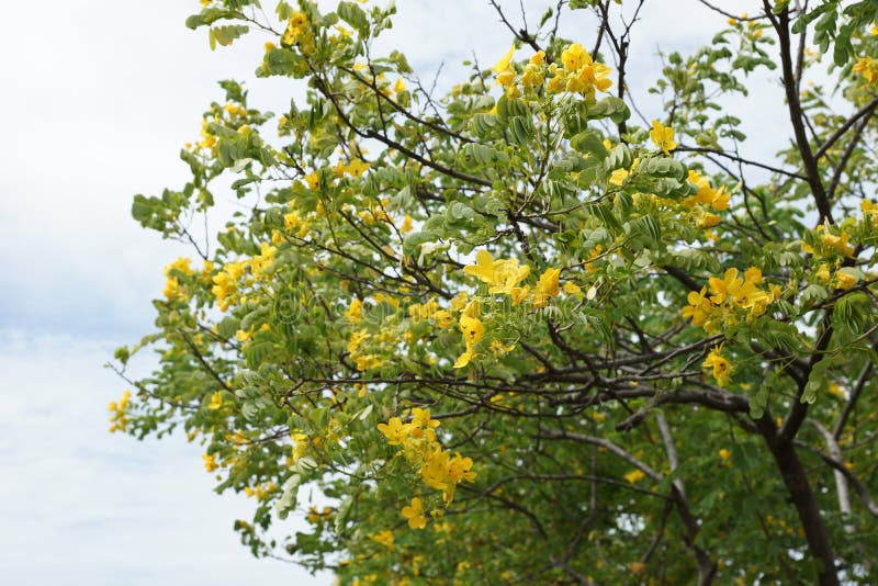 Scrambled Egg Tree (Cassia Surattensis) Stock Photo - Image of flowers ...