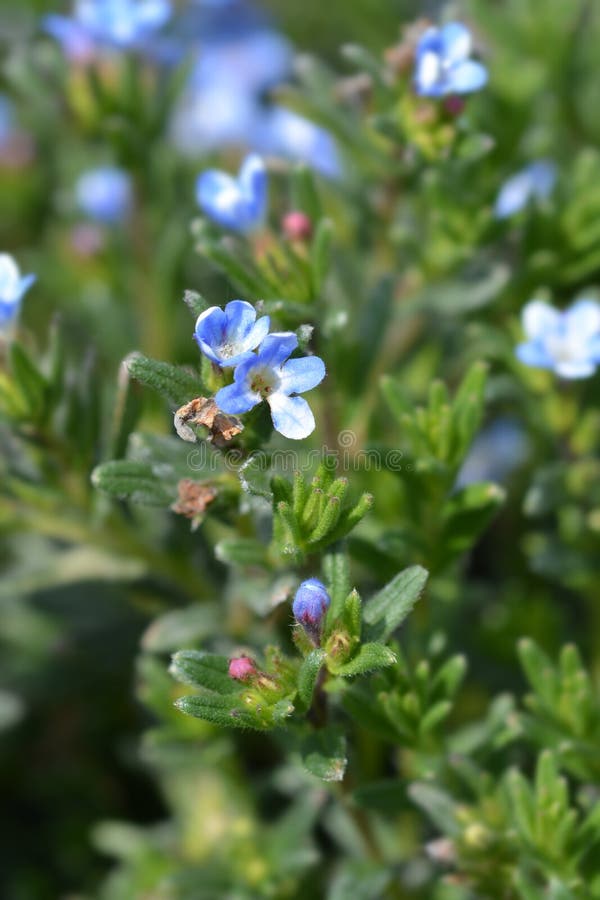 Scrambling gromwell stock image. Image of spring, outdoors - 148327269