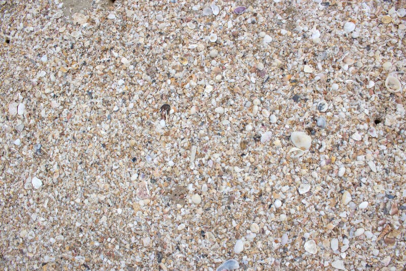 Scrap Shell and Sand Texture Stock Image - Image of coastline, outdoor ...