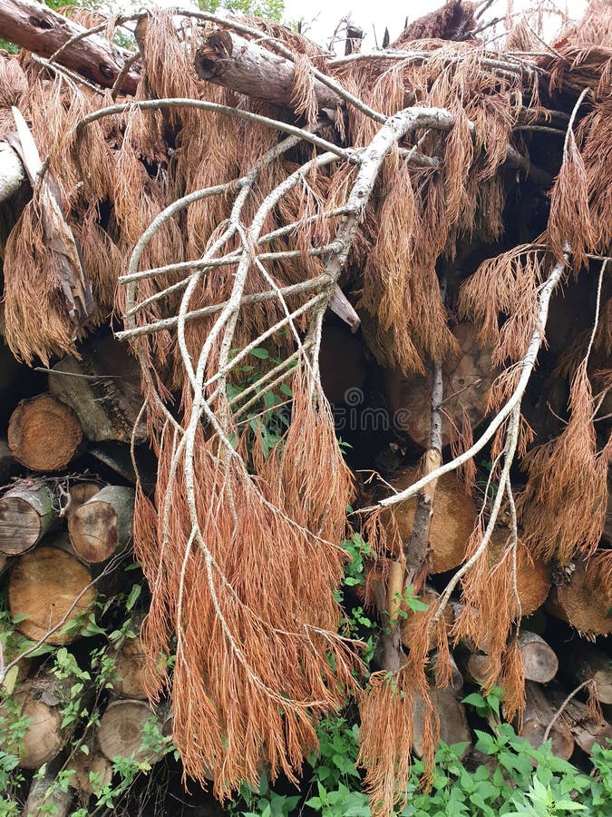 Scraped Fir Tree on Tree Pile. Stock Image - Image of pattern ...