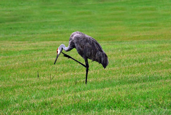 Scratch the Itch stock photo. Image of stooping, wildlife - 77102766