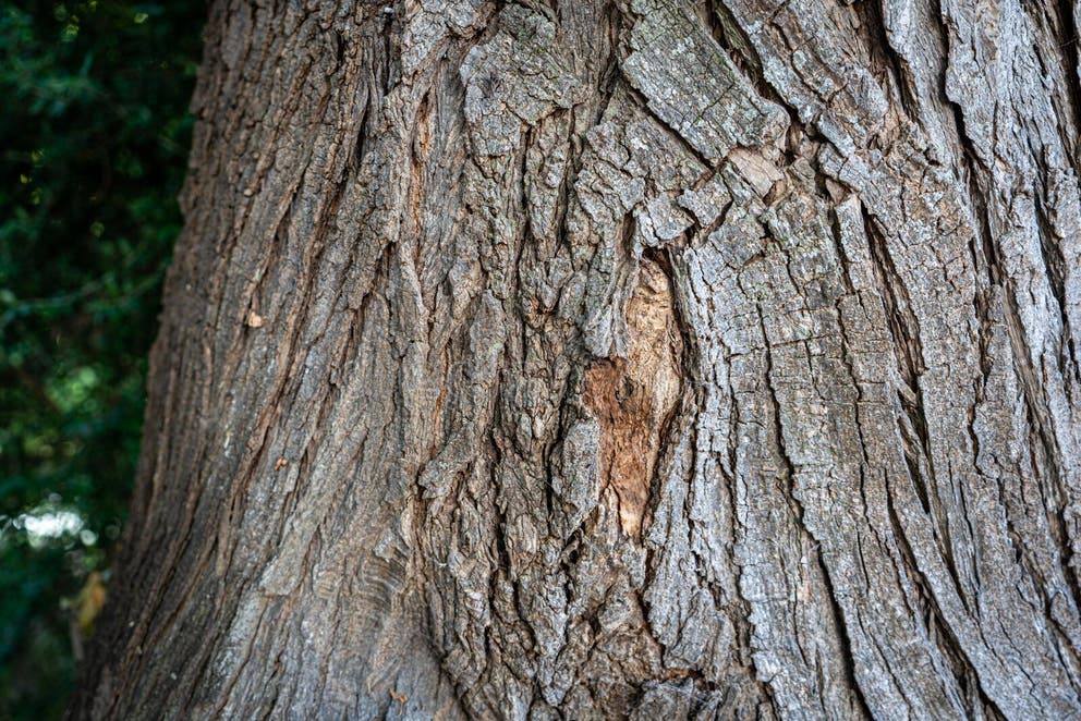 Scratch in the Middle of the Huge Trunk Stock Photo - Image of texture ...